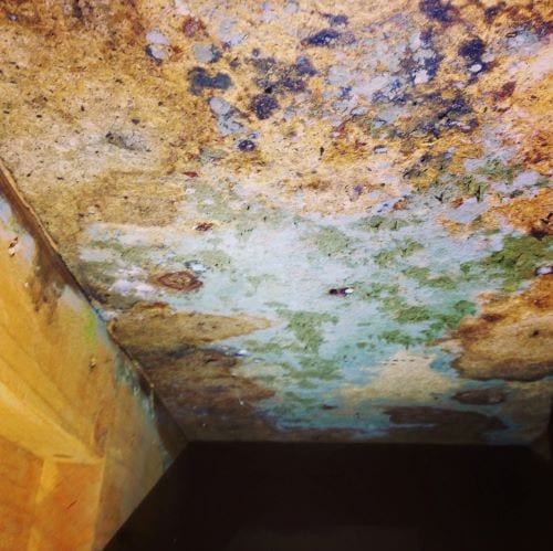 Factors Affecting Mould Growth